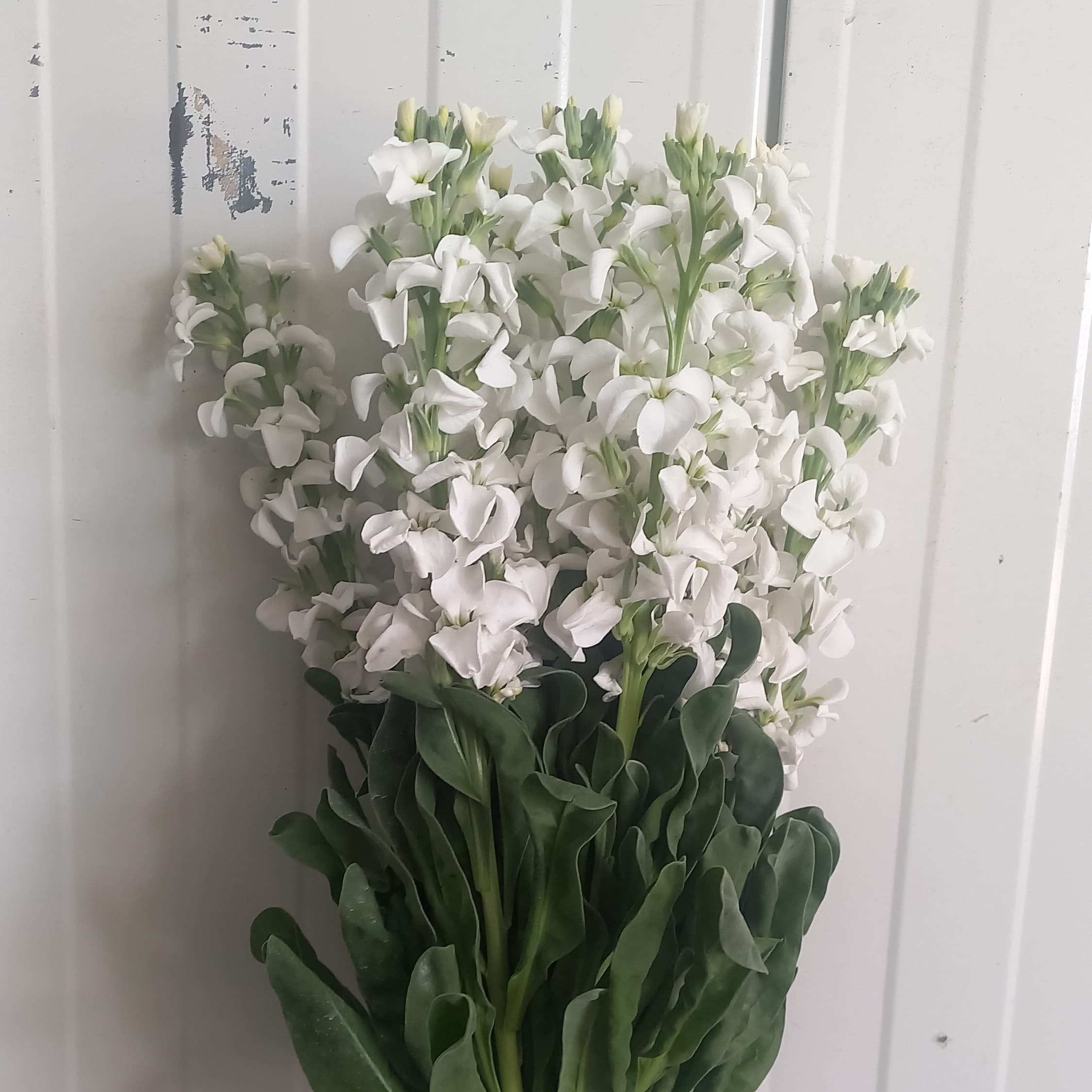 Matthiola White (Single) (x10s) – The Euca Company