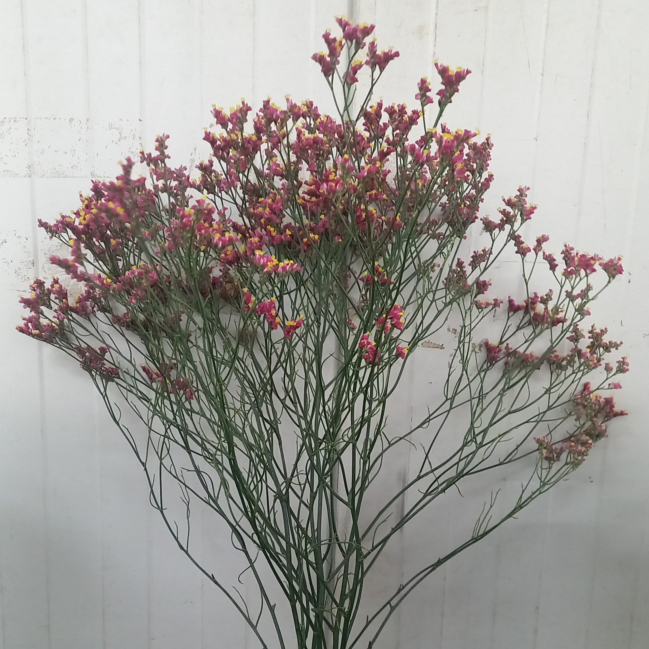 Limonium Sinensis Scarlet (x5s) – The Euca Company