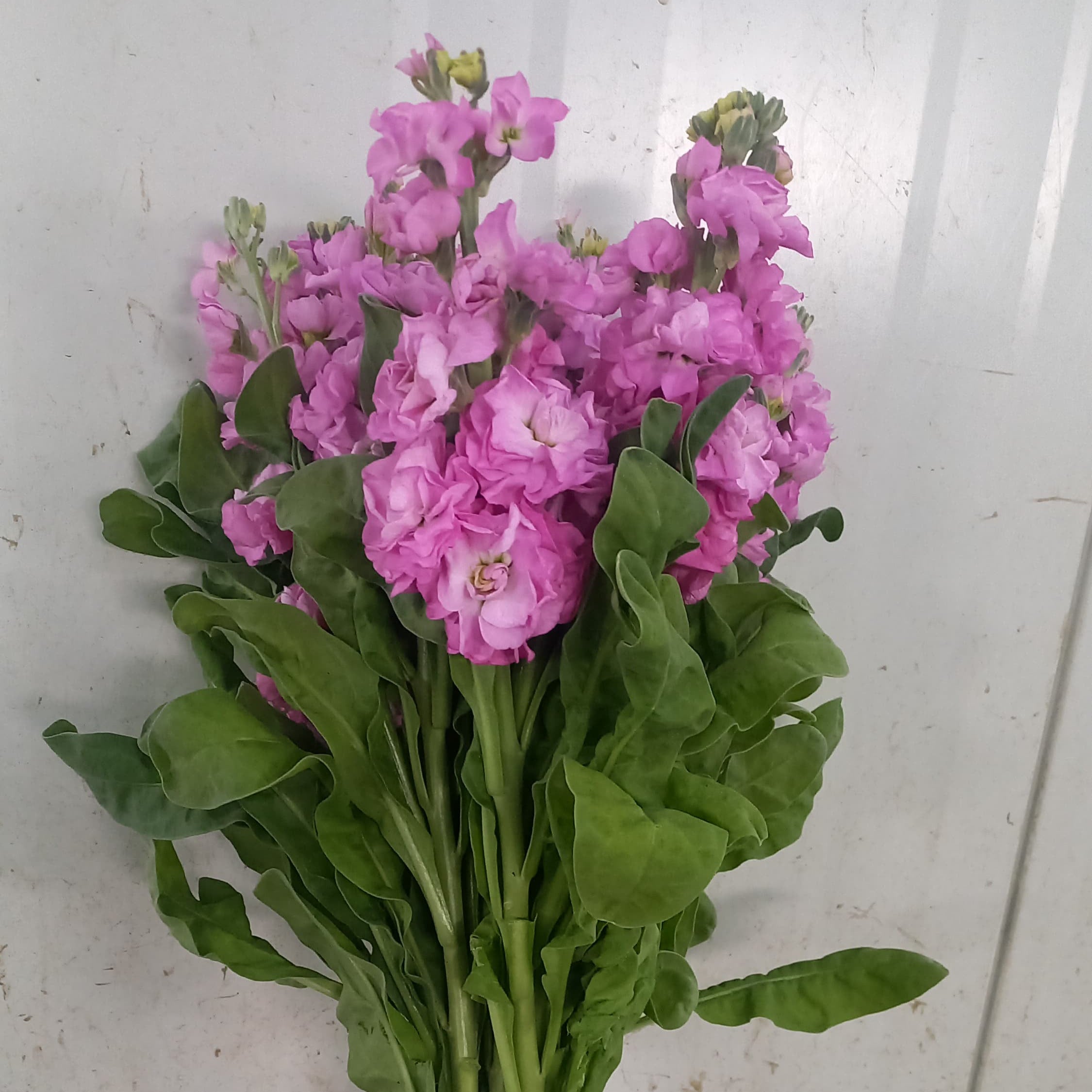 Matthiola Pink (x10s) – The Euca Company