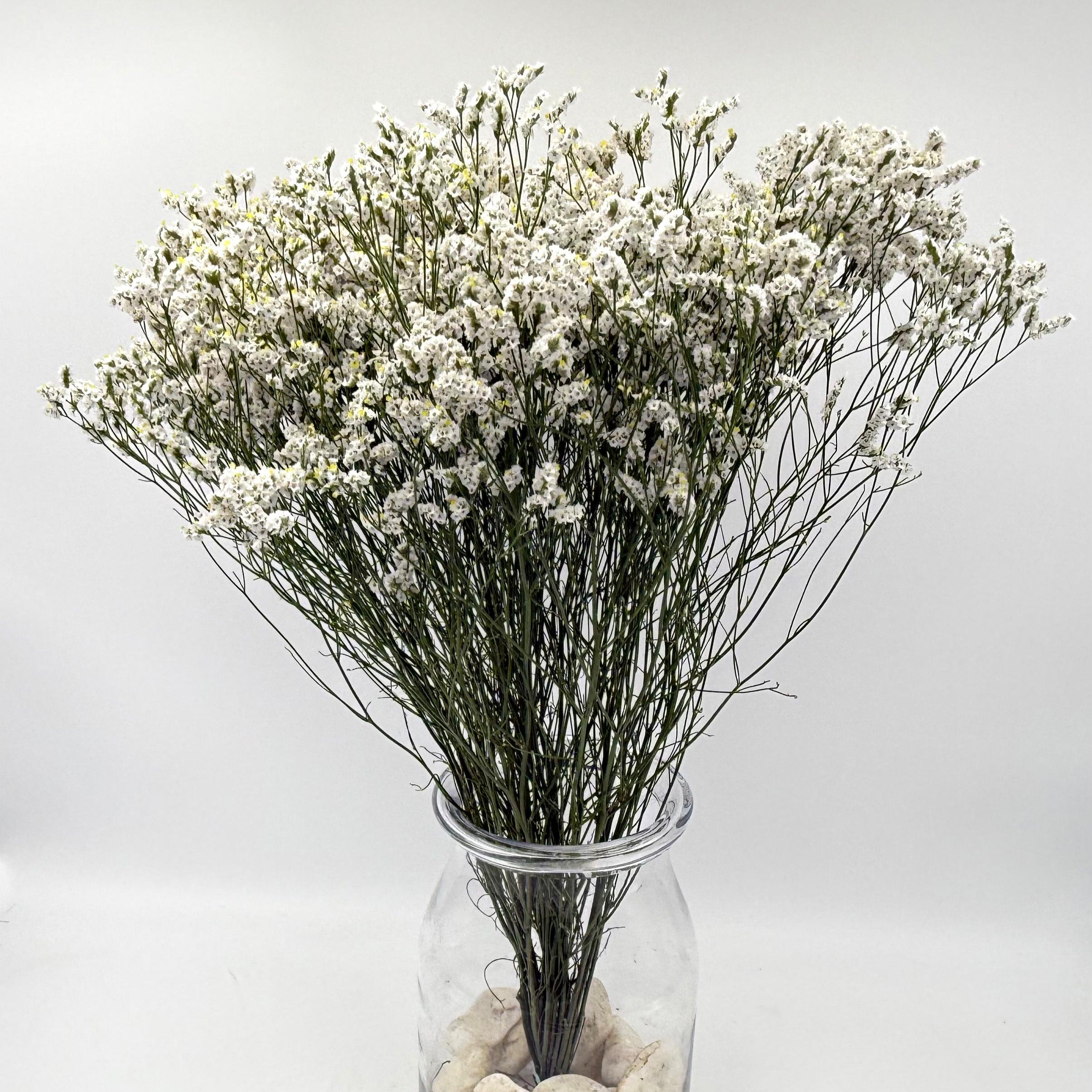 Limonium Sinensis Pure/Clear Diamond (x20s) – The Euca Company