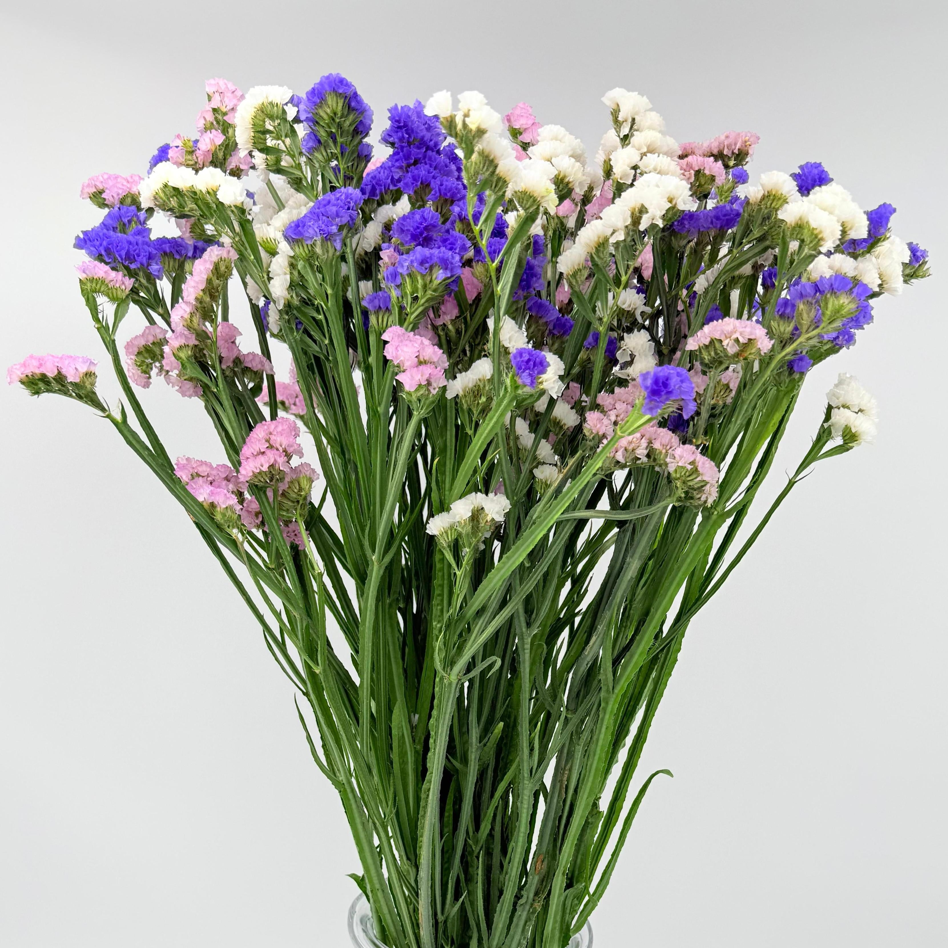 Mix 6 - Limonium Statice 3 col. (x15s) – The Euca Company