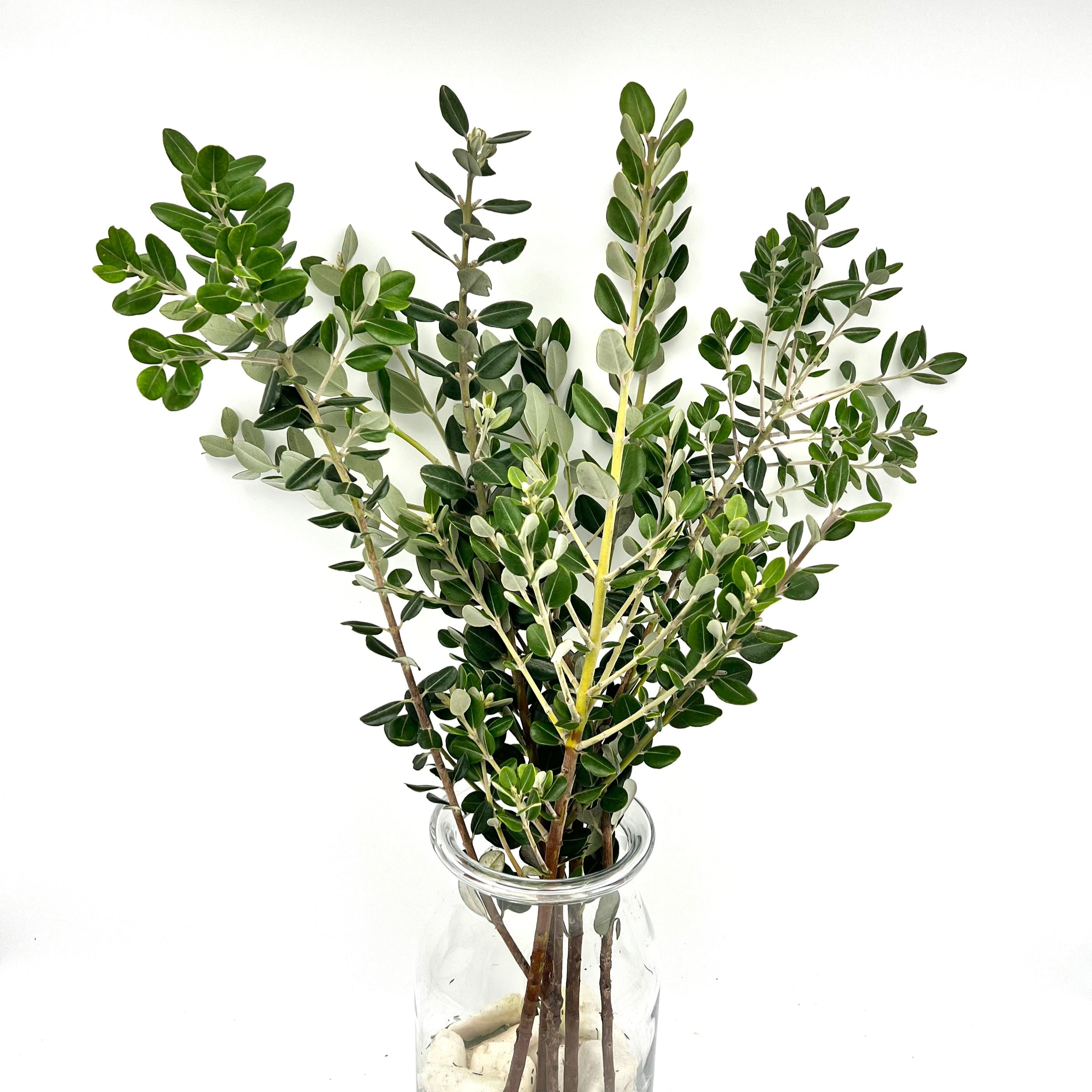 Pittosporum Ralphi (x5s) – The Euca Company